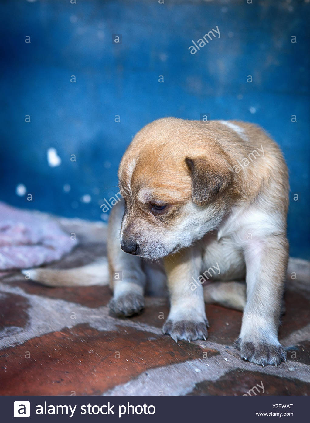 Hangdog Look Stock Photos & Hangdog Look Stock Images - Alamy