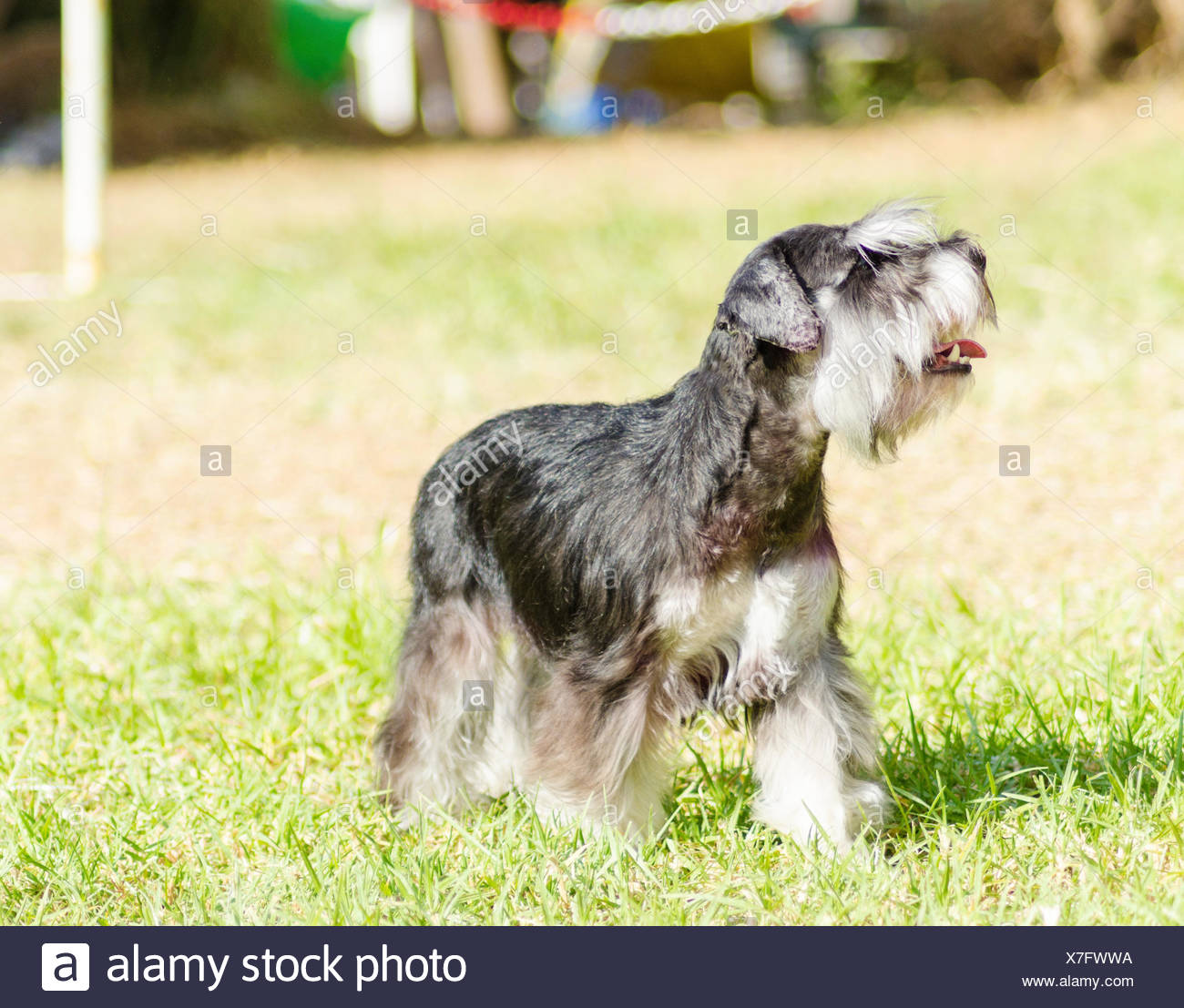 Silver And Black Schnauzer Stock Photos & Silver And Black Schnauzer ...