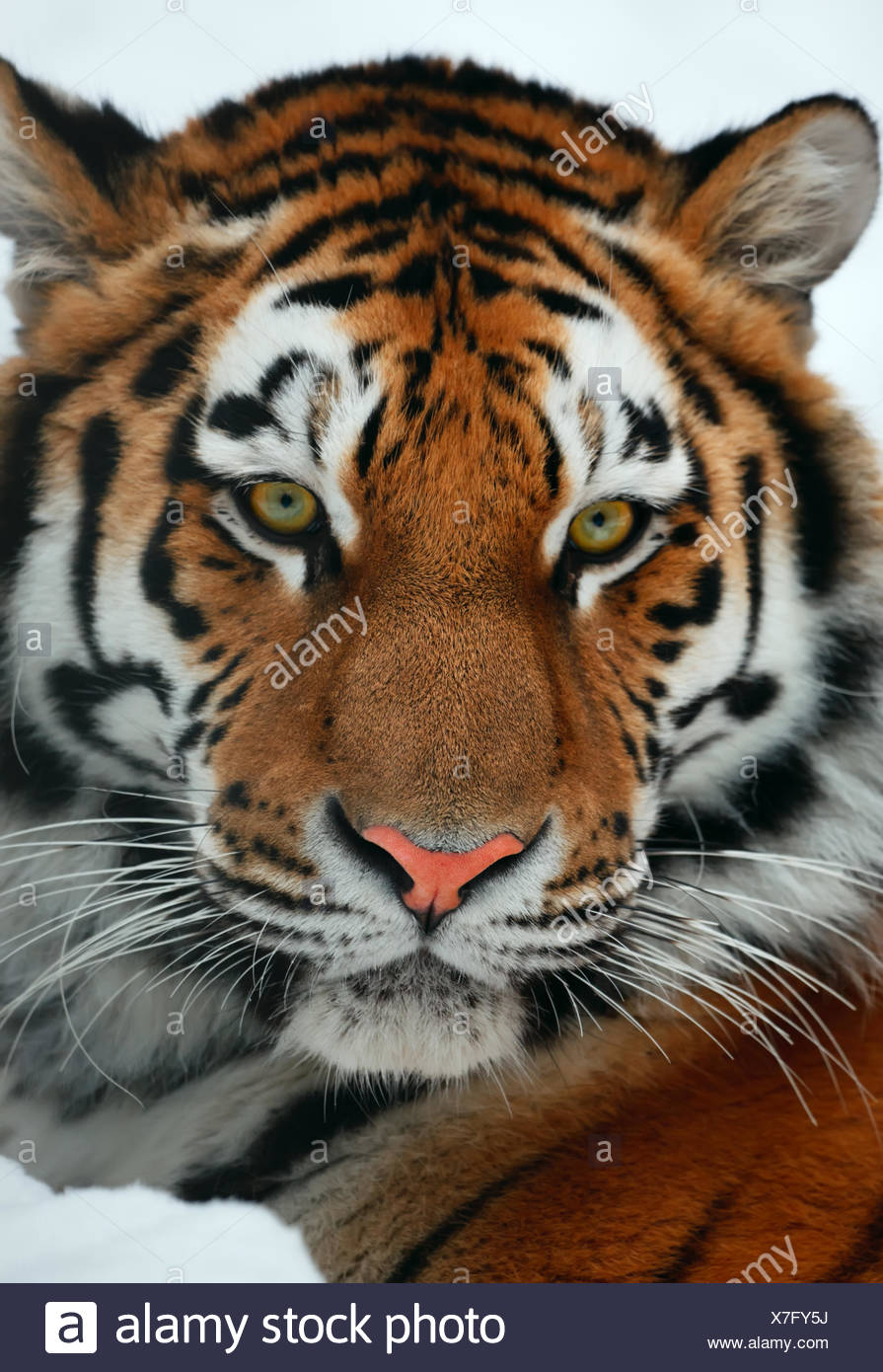 Tiger Ear High Resolution Stock Photography and Images - Alamy