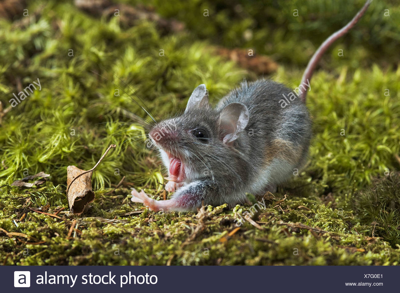 Mouse Mouth Open High Resolution Stock Photography and Images - Alamy