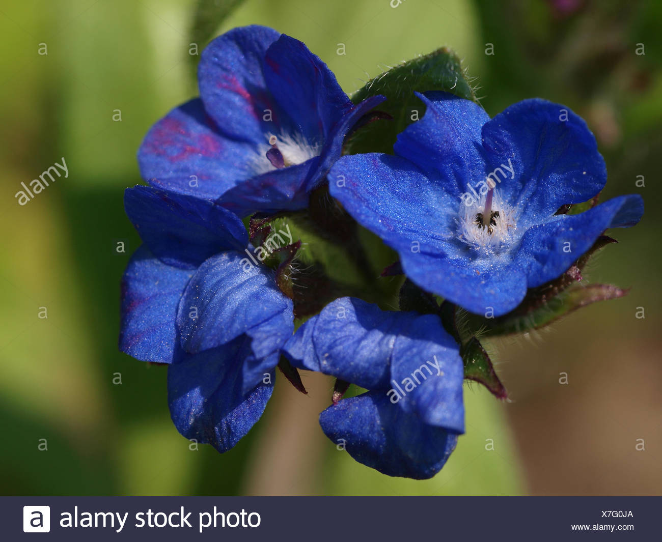 Azurea High Resolution Stock Photography and Images - Alamy