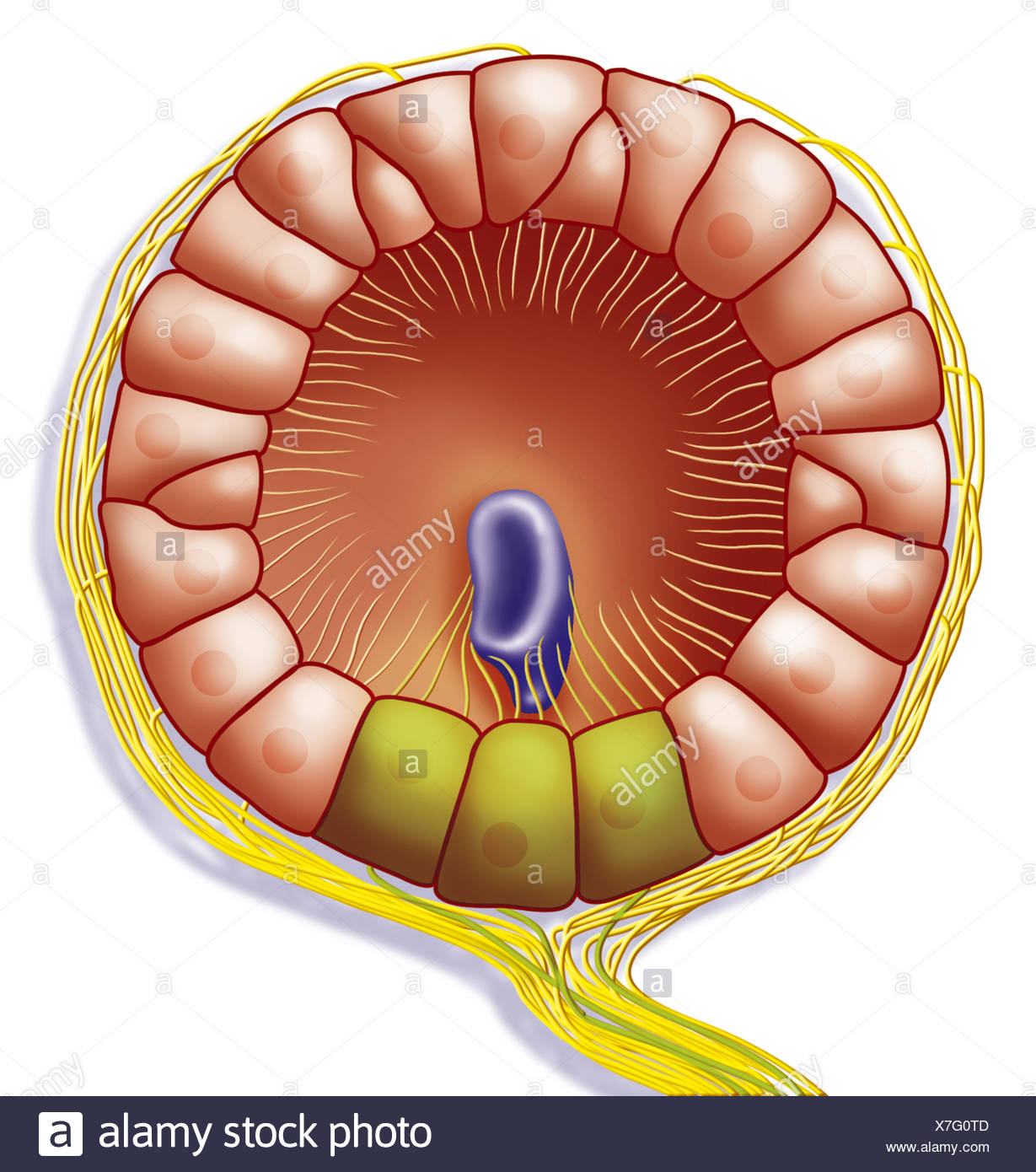 Statocyst High Resolution Stock Photography and Images - Alamy