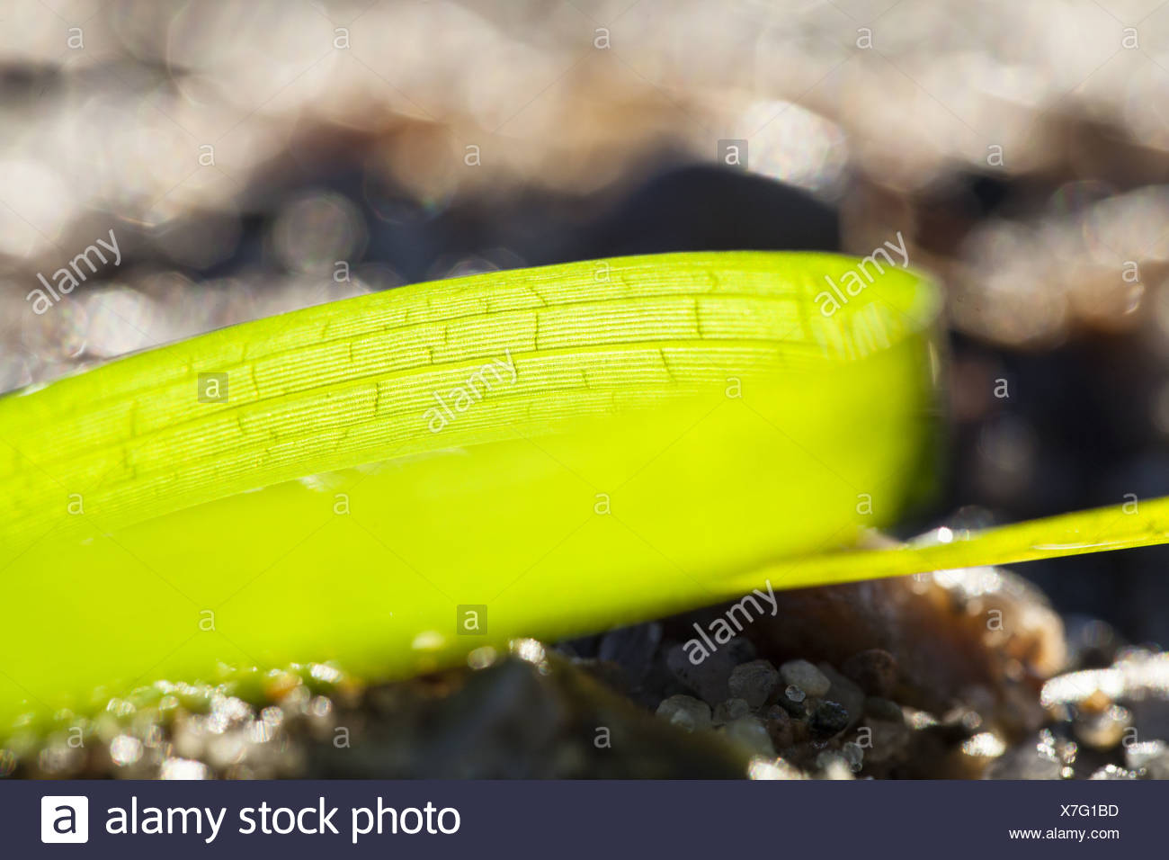 Froschloffelartige High Resolution Stock Photography and Images - Alamy