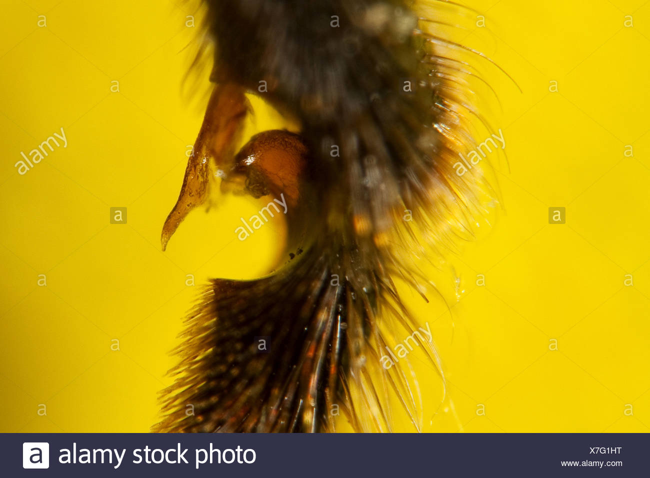 Bee Leg High Resolution Stock Photography and Images - Alamy