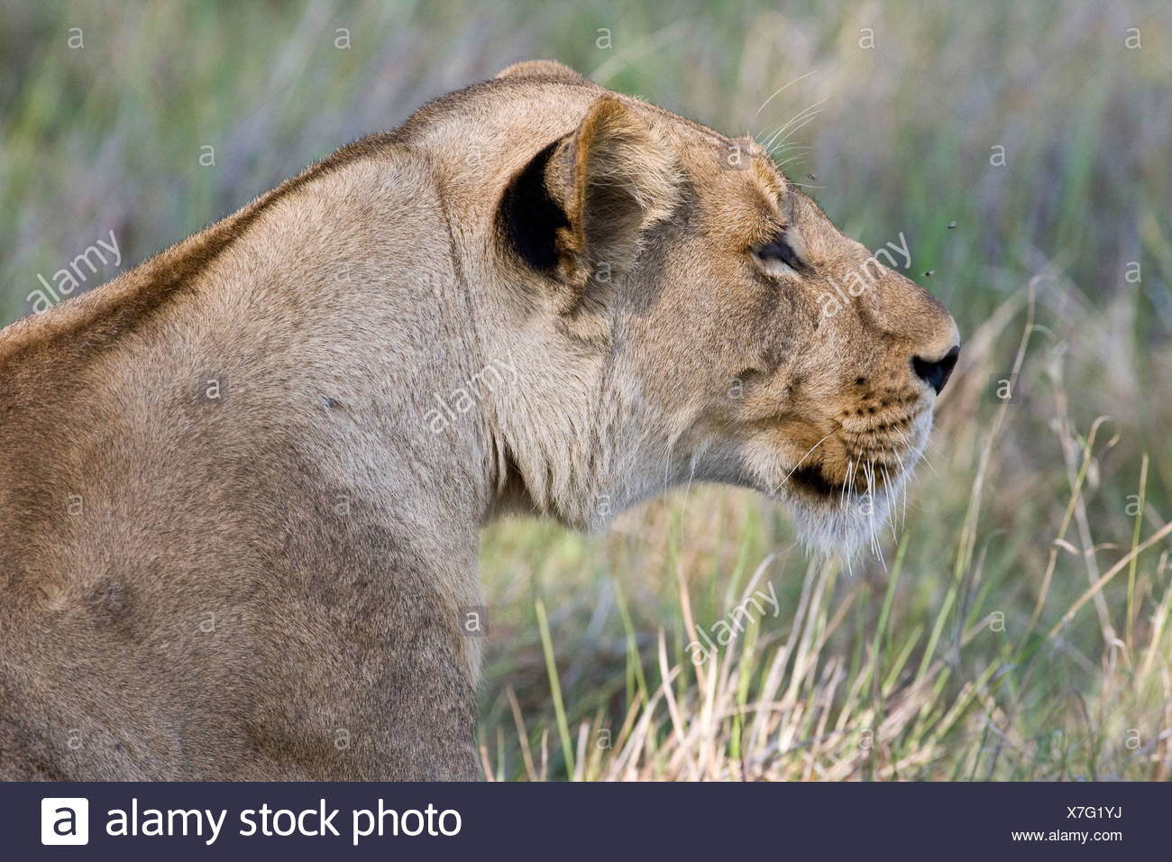 Lioness Side Profile Wild High Resolution Stock Photography and Images ...