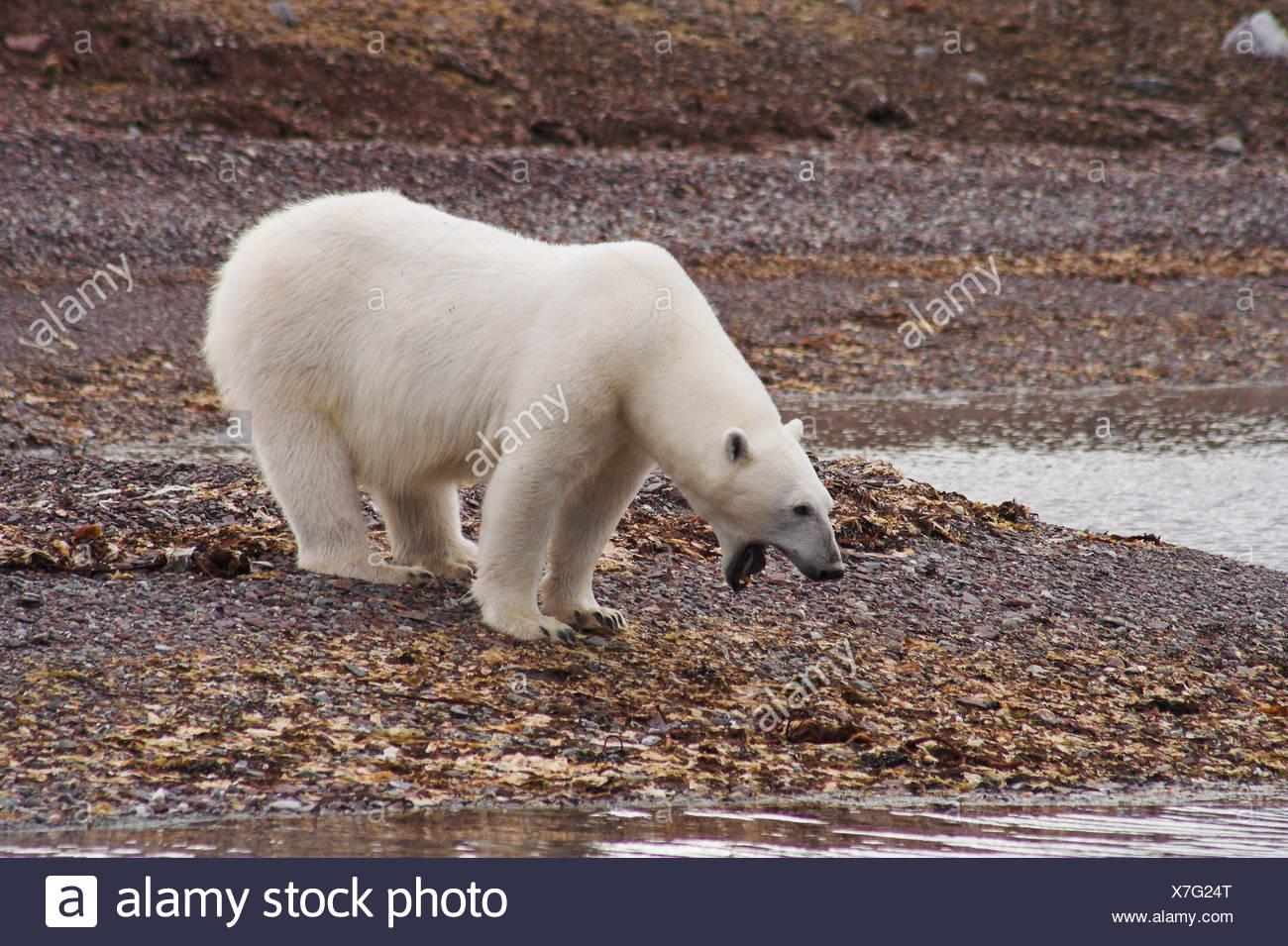 Ijsbeer High Resolution Stock Photography and Images - Alamy
