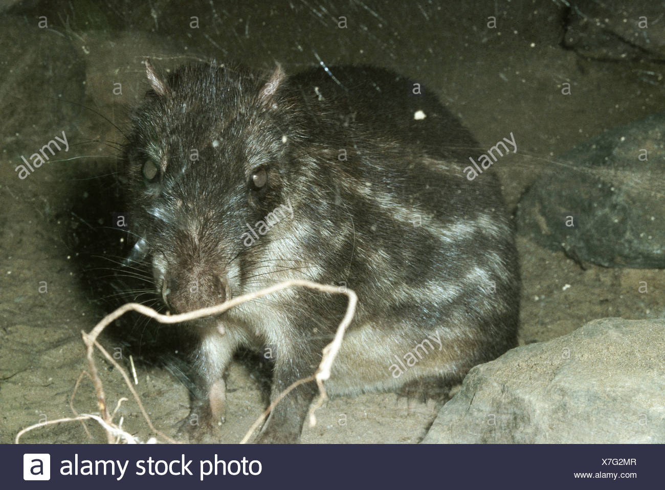 Paca Animal Stock Photos & Paca Animal Stock Images - Alamy