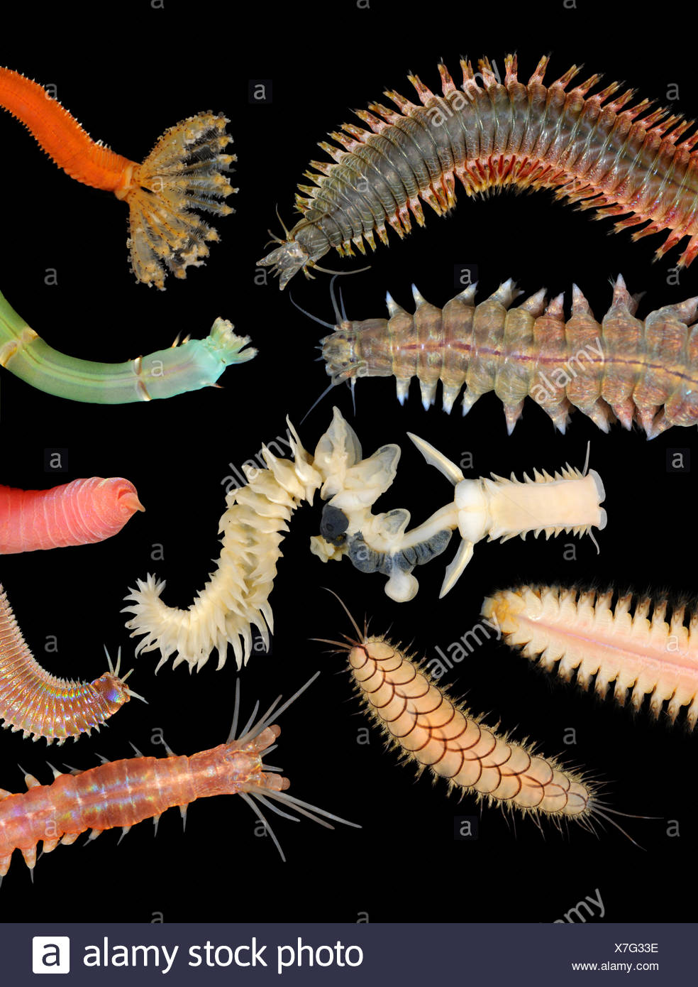 Polychaete Worm High Resolution Stock Photography and Images - Alamy