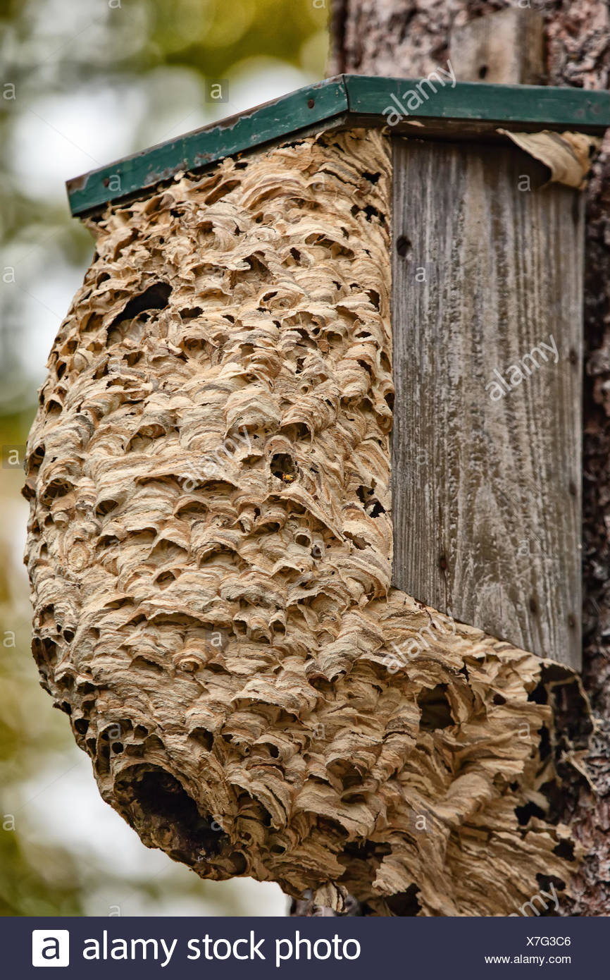 Bee Wasp Hive High Resolution Stock Photography and Images - Alamy