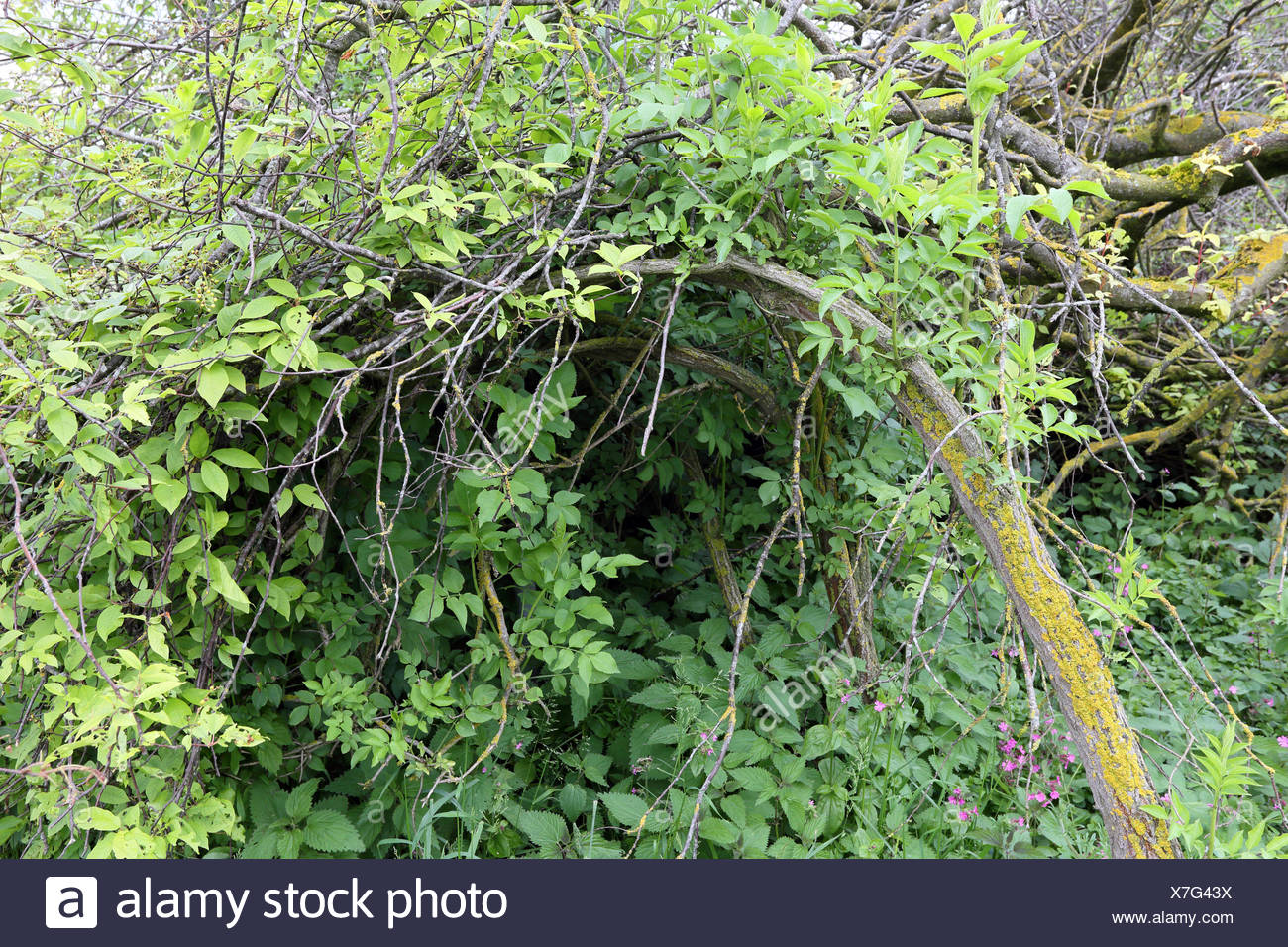 Thicket Shrub Stock Photos & Thicket Shrub Stock Images - Alamy