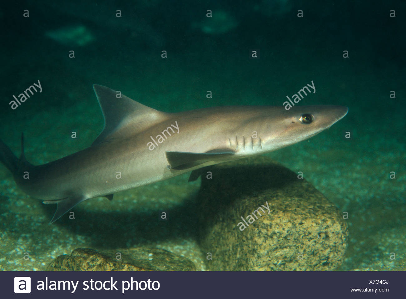 Smooth Hound Shark Stock Photos & Smooth Hound Shark Stock Images - Alamy