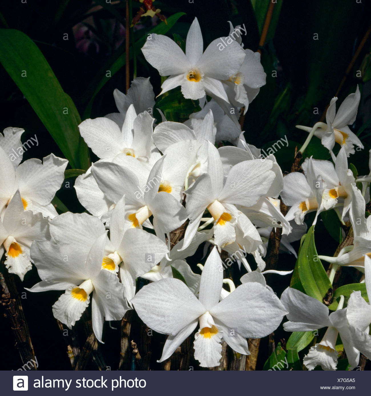 Dendrobium Infundibulum High Resolution Stock Photography and Images ...