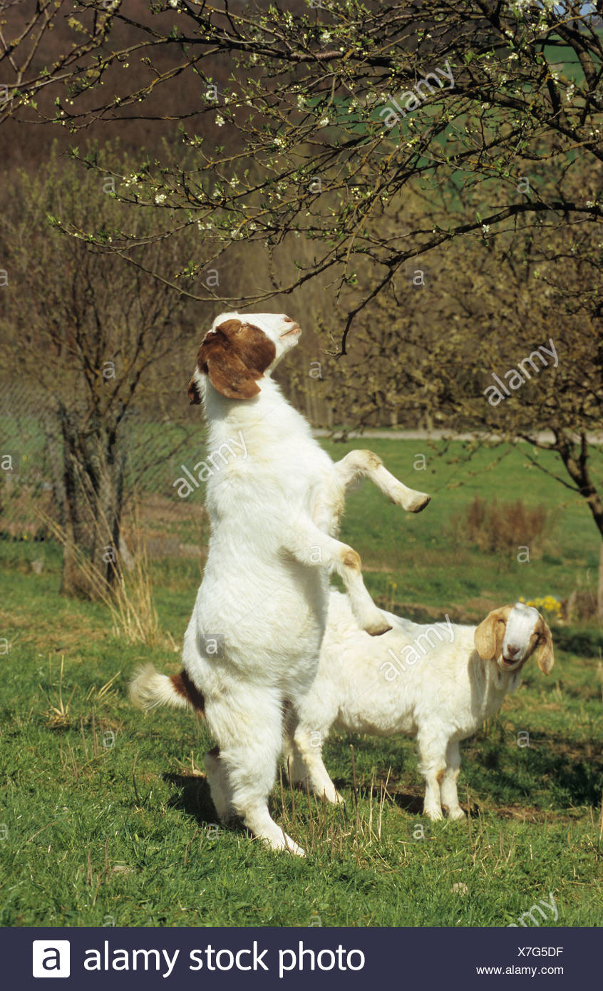 Goat Standing On Hind Legs High Resolution Stock Photography and Images ...
