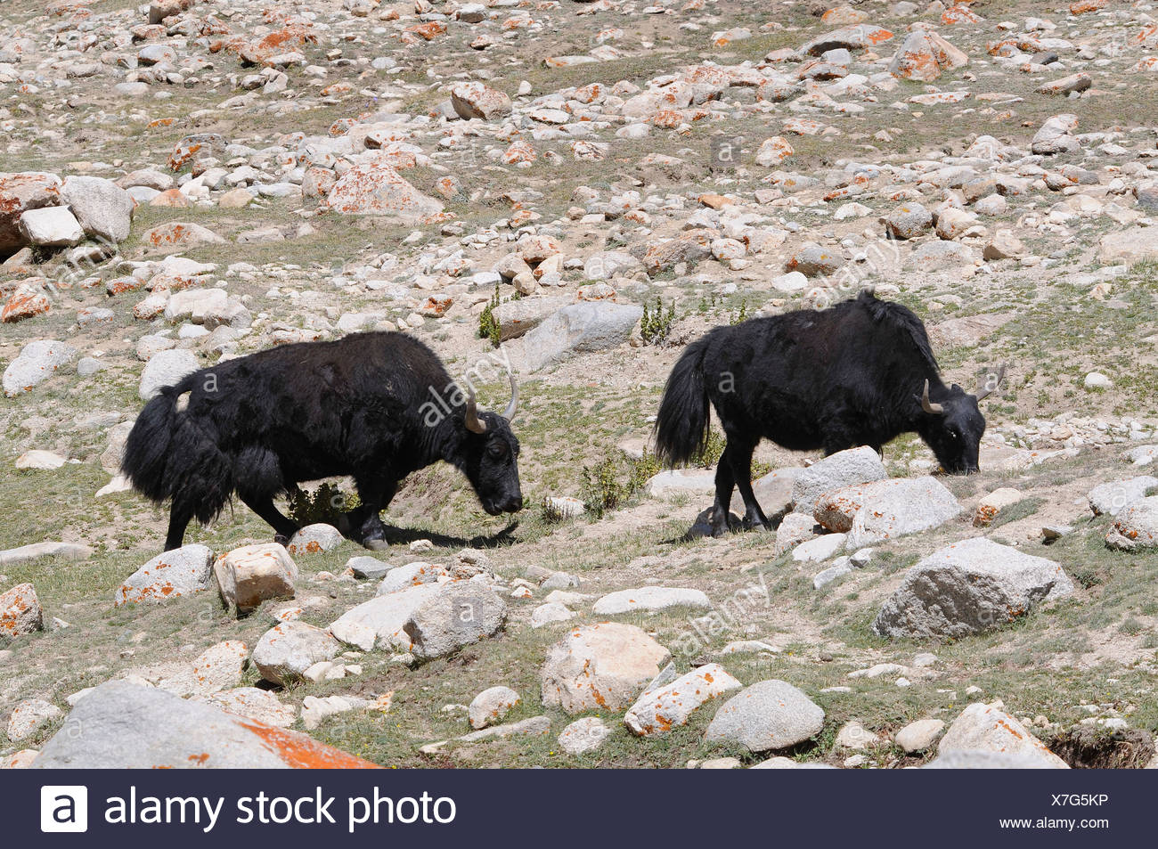 Dzos High Resolution Stock Photography and Images - Alamy