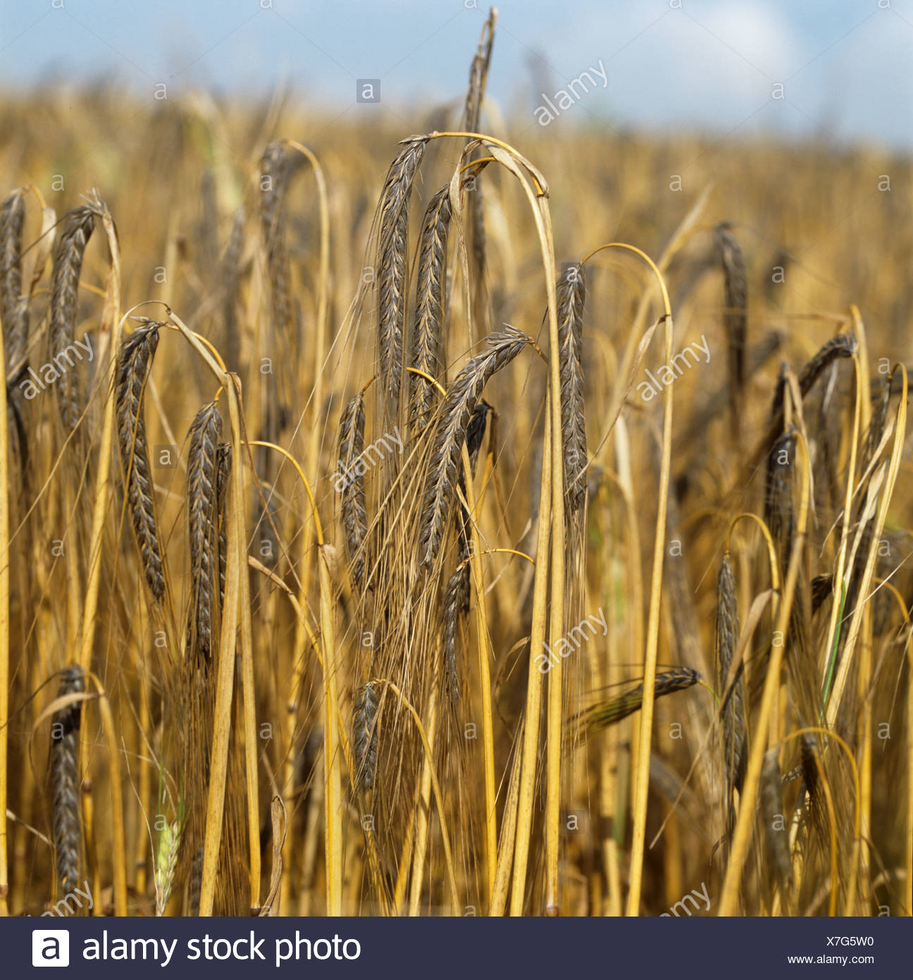 Black Barley Stock Photos & Black Barley Stock Images - Alamy