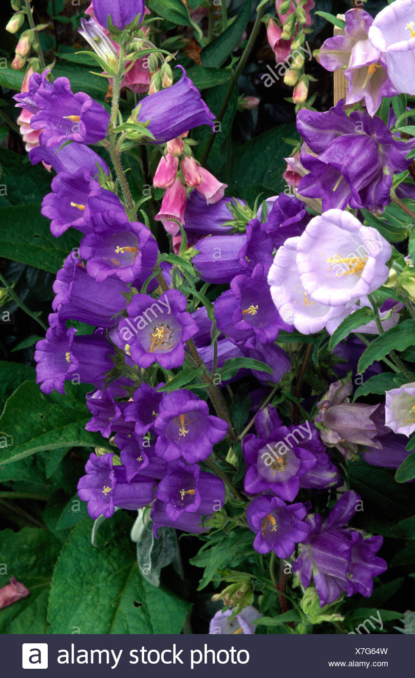 Canterbury Bells Campanula Medium High Resolution Stock Photography and ...