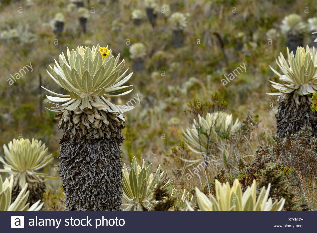 Frailejon Stock Photos & Frailejon Stock Images - Alamy