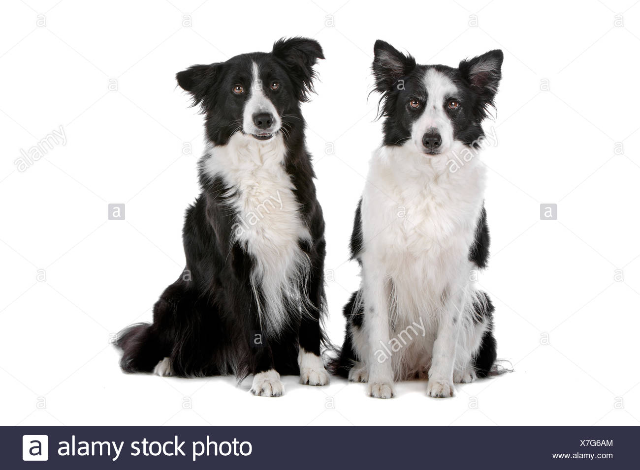 Scottish Collie Stock Photos & Scottish Collie Stock Images - Alamy