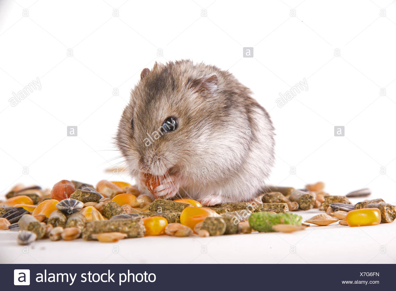Hamster Food Cheeks High Resolution Stock Photography and Images - Alamy