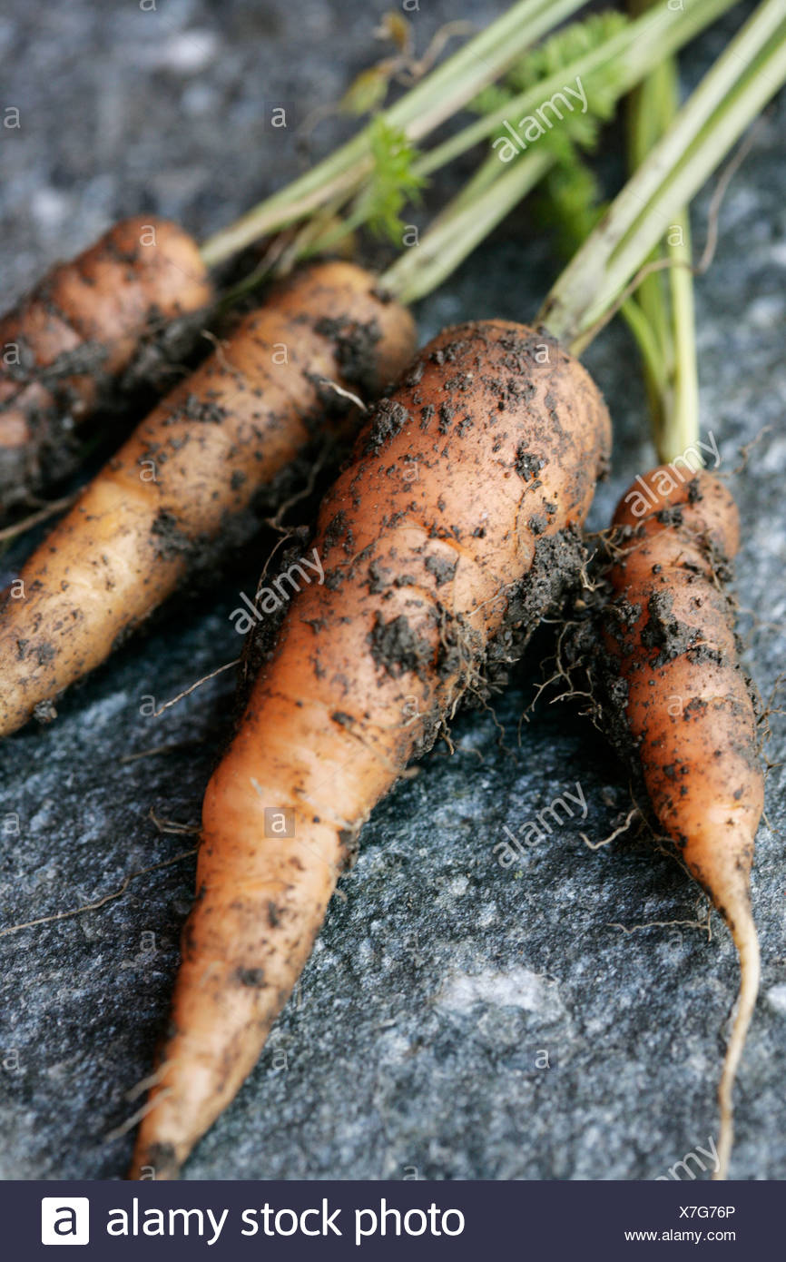 Dirty Carrots Stock Photos & Dirty Carrots Stock Images - Alamy
