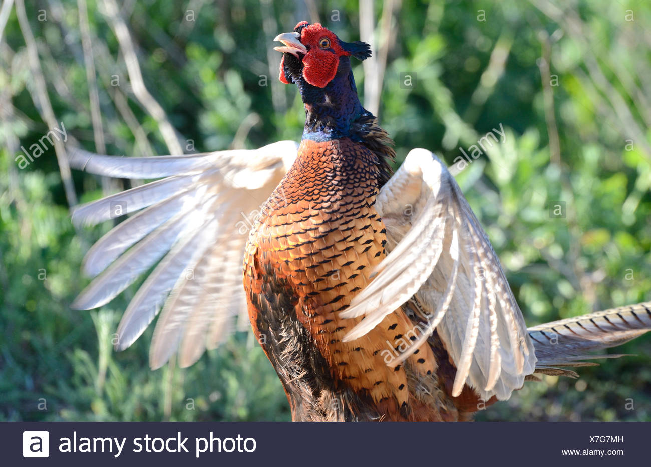 Chickens High Resolution Stock Photography and Images - Alamy