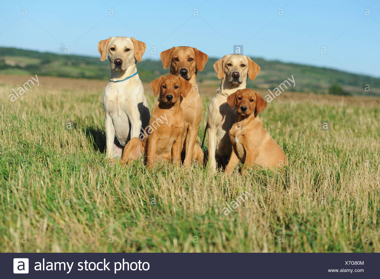 Five Dogs High Resolution Stock Photography and Images - Alamy