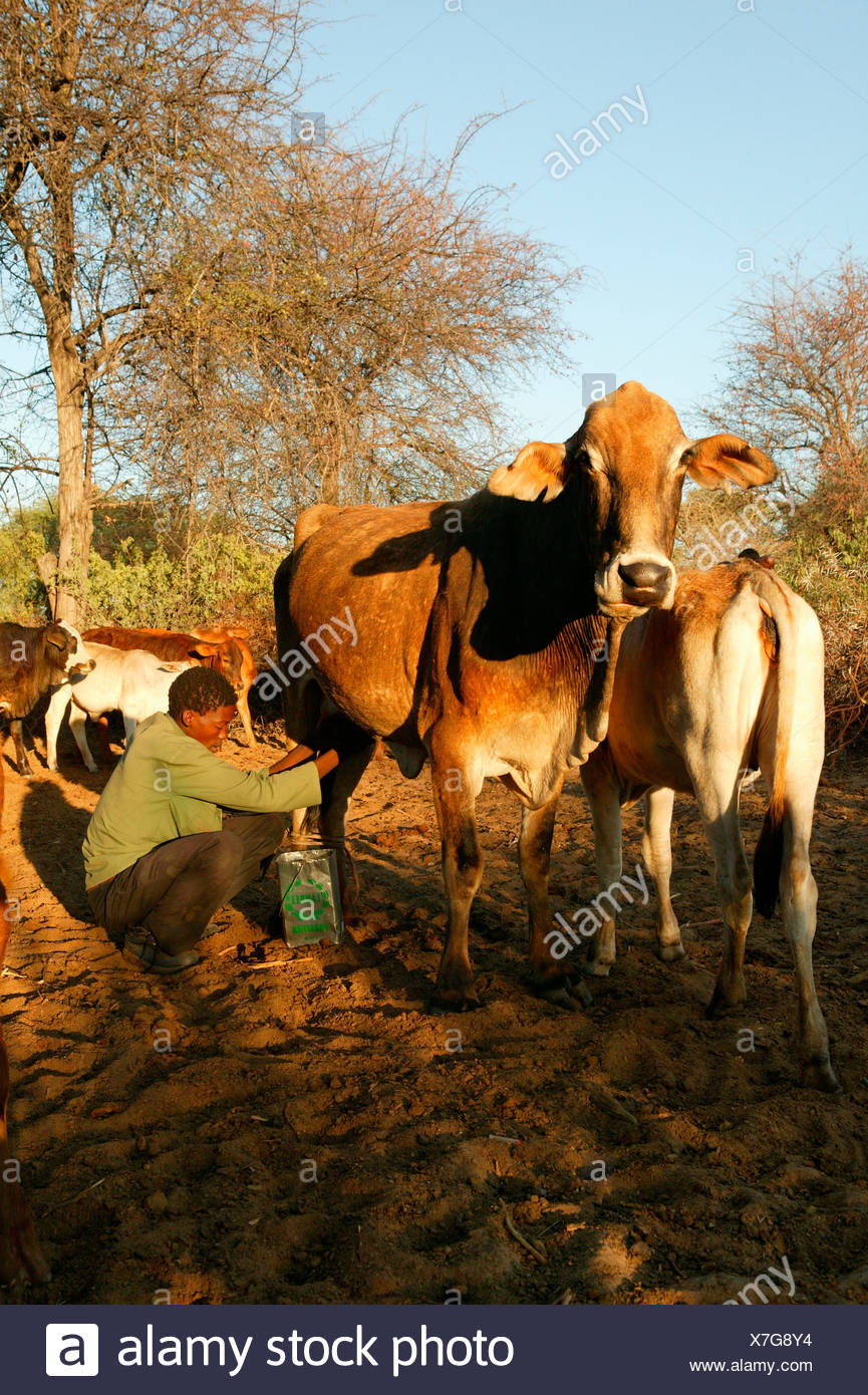 Afrikaner Cow High Resolution Stock Photography and Images - Alamy