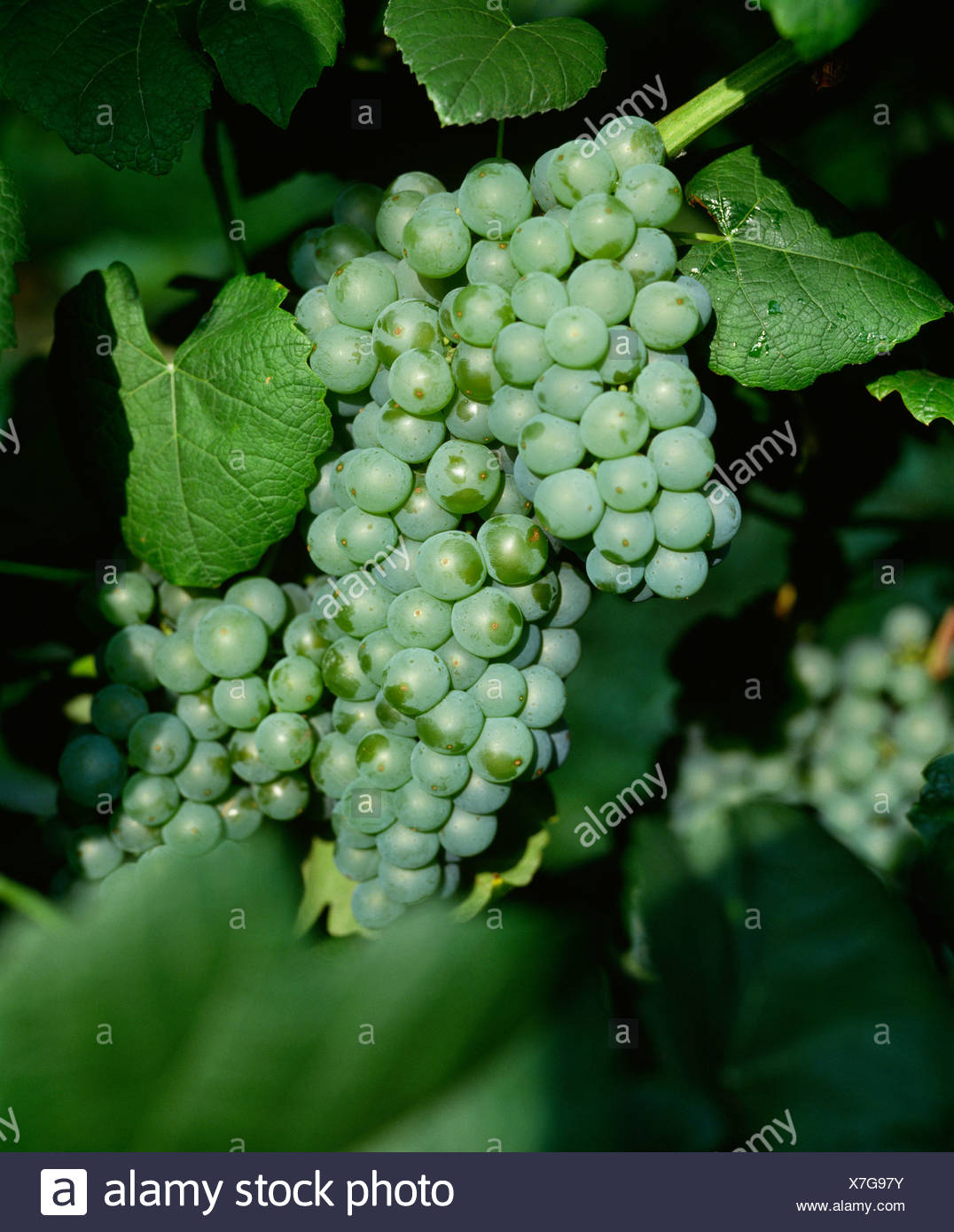 Thompson Seedless Table Grapes High Resolution Stock Photography and Images - Alamy