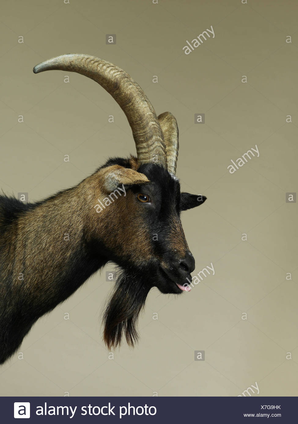 Portrait Of Goat High Resolution Stock Photography and Images - Alamy