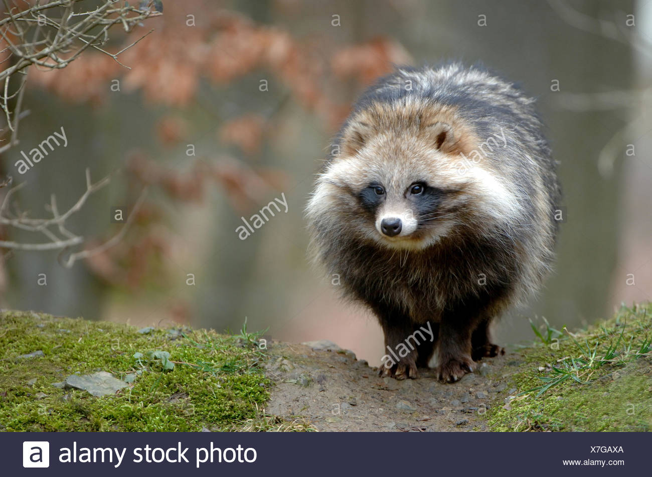 Nyctereutes High Resolution Stock Photography and Images - Alamy