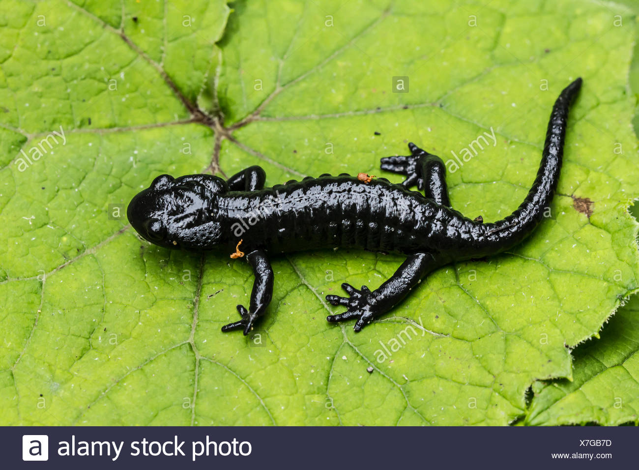 Alpine Salamander High Resolution Stock Photography and Images - Alamy