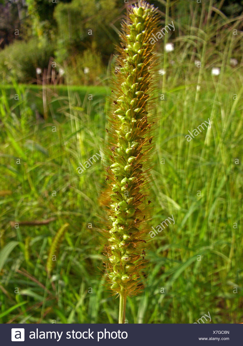 Yellow Foxtail Stock Photos & Yellow Foxtail Stock Images - Alamy
