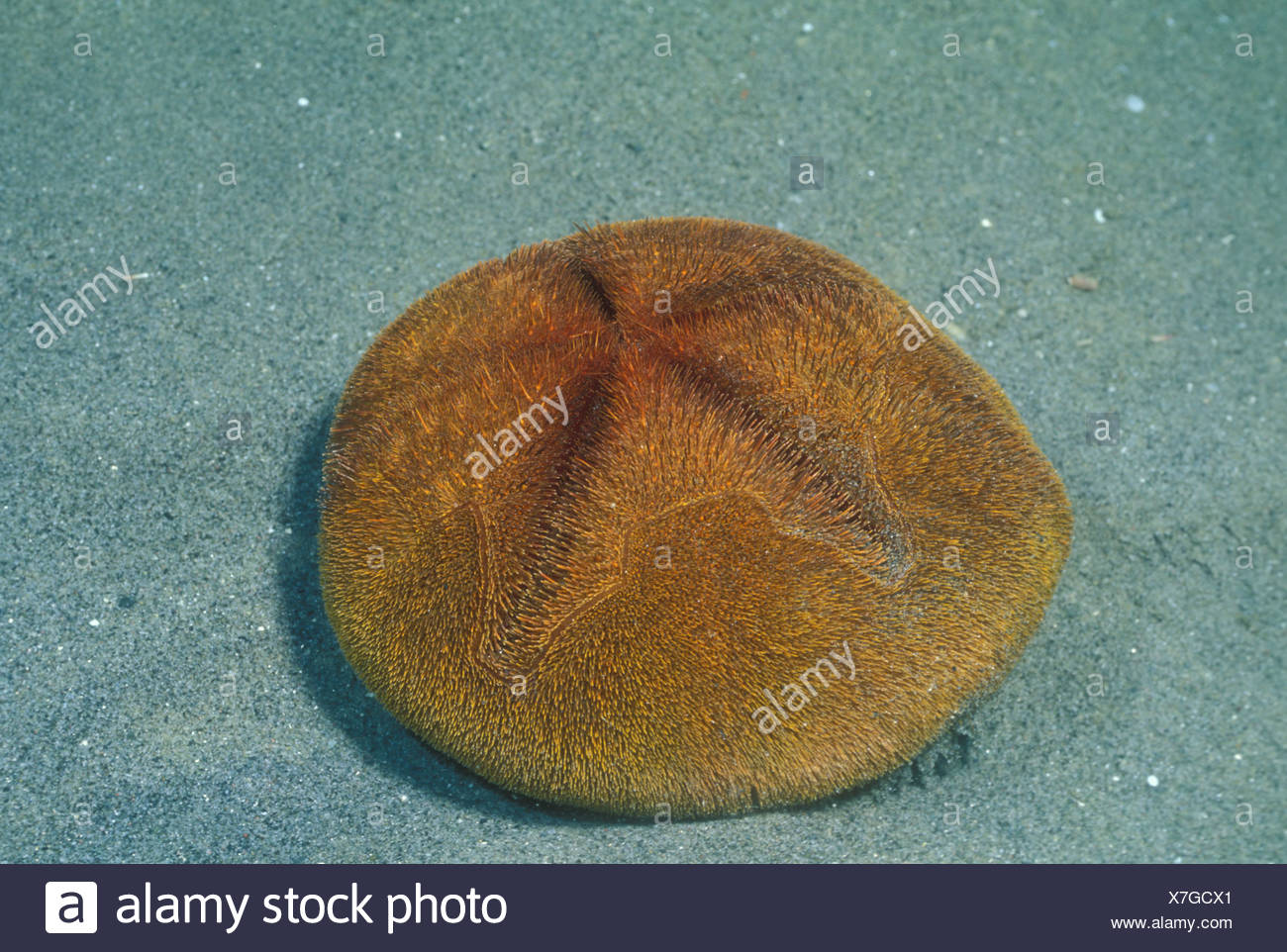 Heart Urchin High Resolution Stock Photography and Images - Alamy