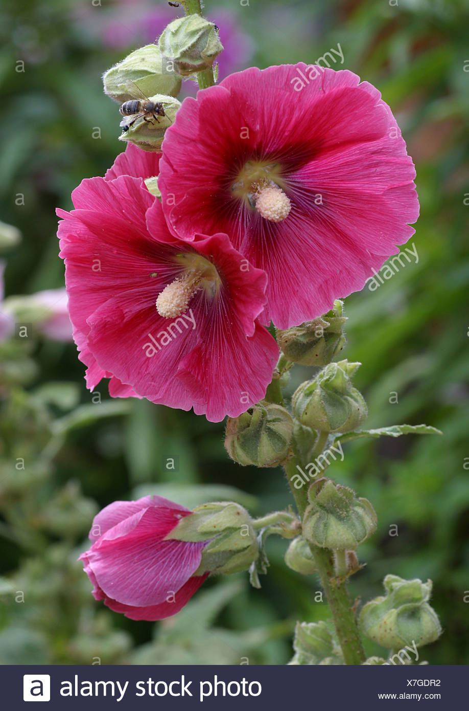 Holly Hock High Resolution Stock Photography and Images - Alamy