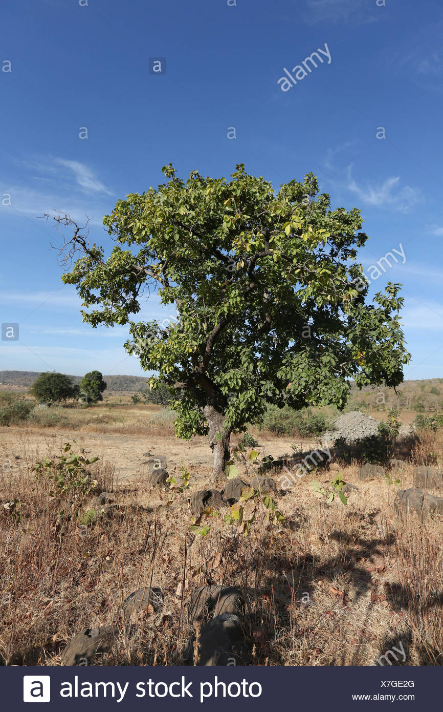 Mahua Tree Stock Photos & Mahua Tree Stock Images - Alamy