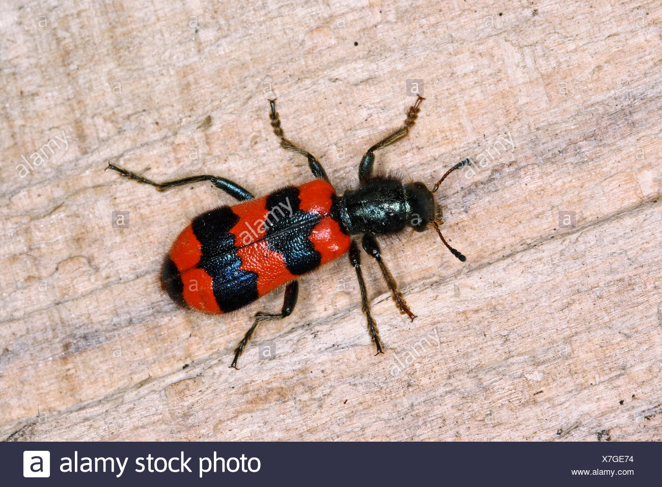 Cleridae Checkered Beetle Beetles High Resolution Stock Photography and ...