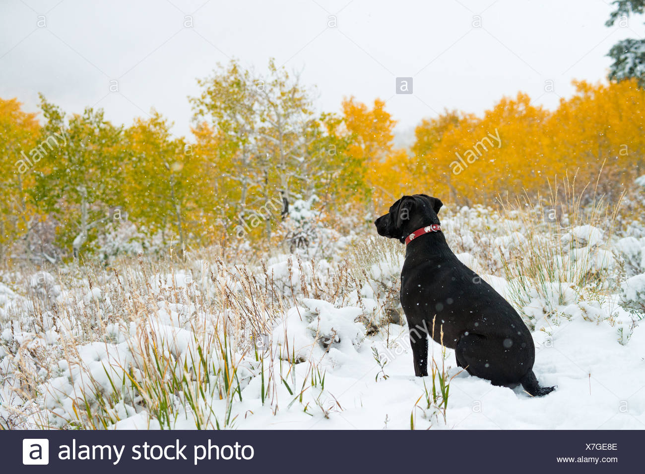 Labrador In Water High Resolution Stock Photography and Images - Alamy