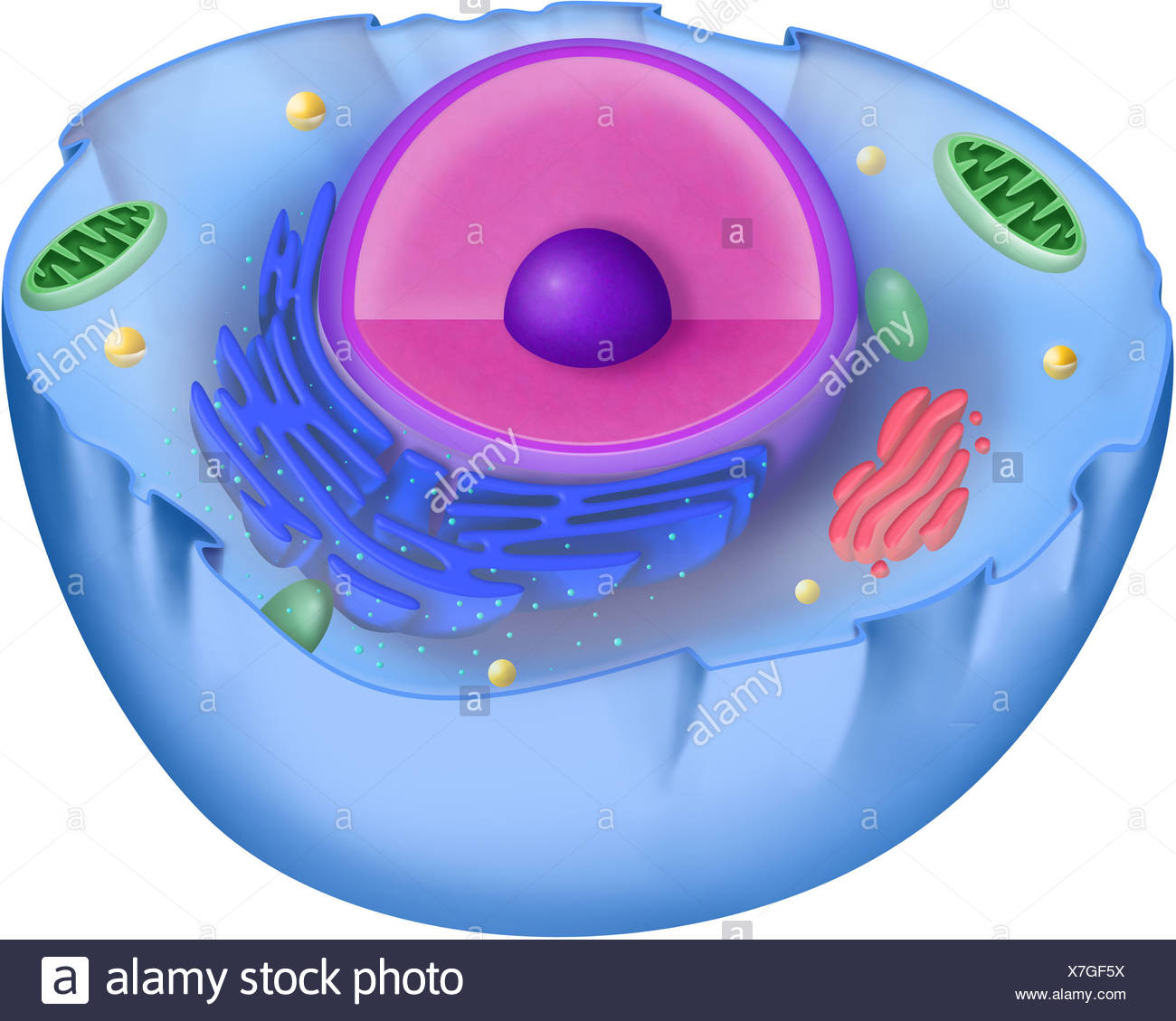 Cell Nucleus Stock Photos & Cell Nucleus Stock Images - Alamy