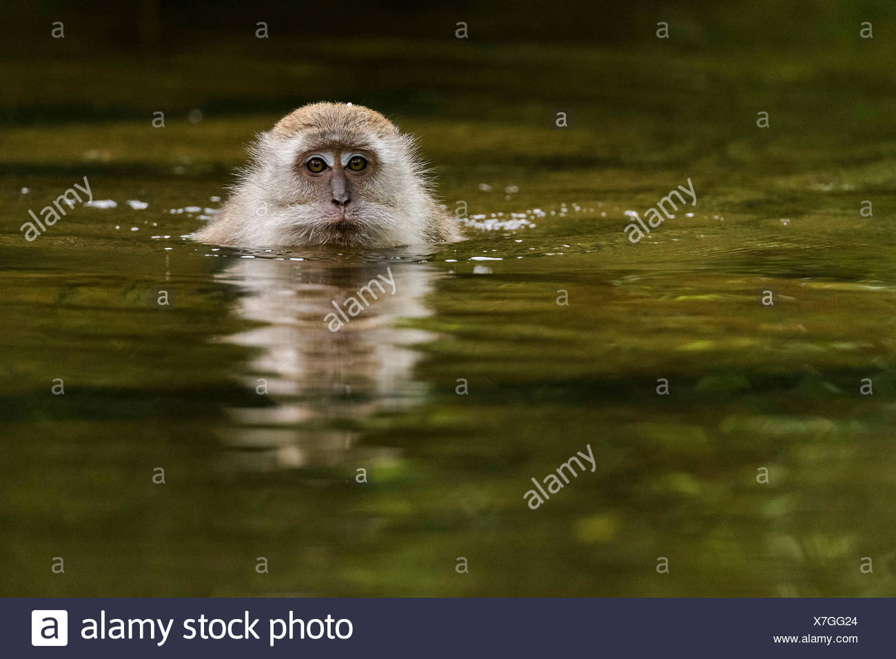 Monkey Heads High Resolution Stock Photography and Images - Alamy