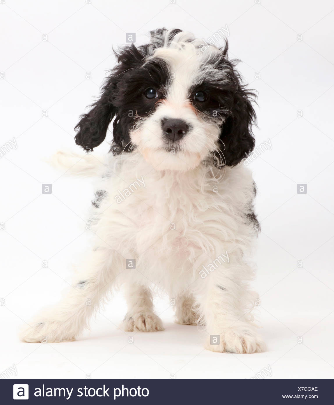 Black And White Cavapoo Puppy High Resolution Stock Photography and ...