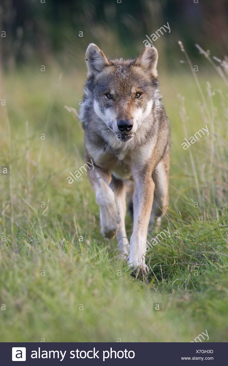 Wolf Trot High Resolution Stock Photography and Images - Alamy