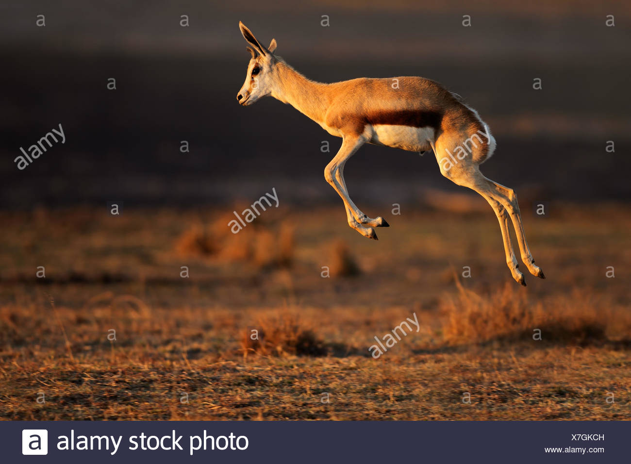 Springbok Jumping South Africa High Resolution Stock Photography and ...