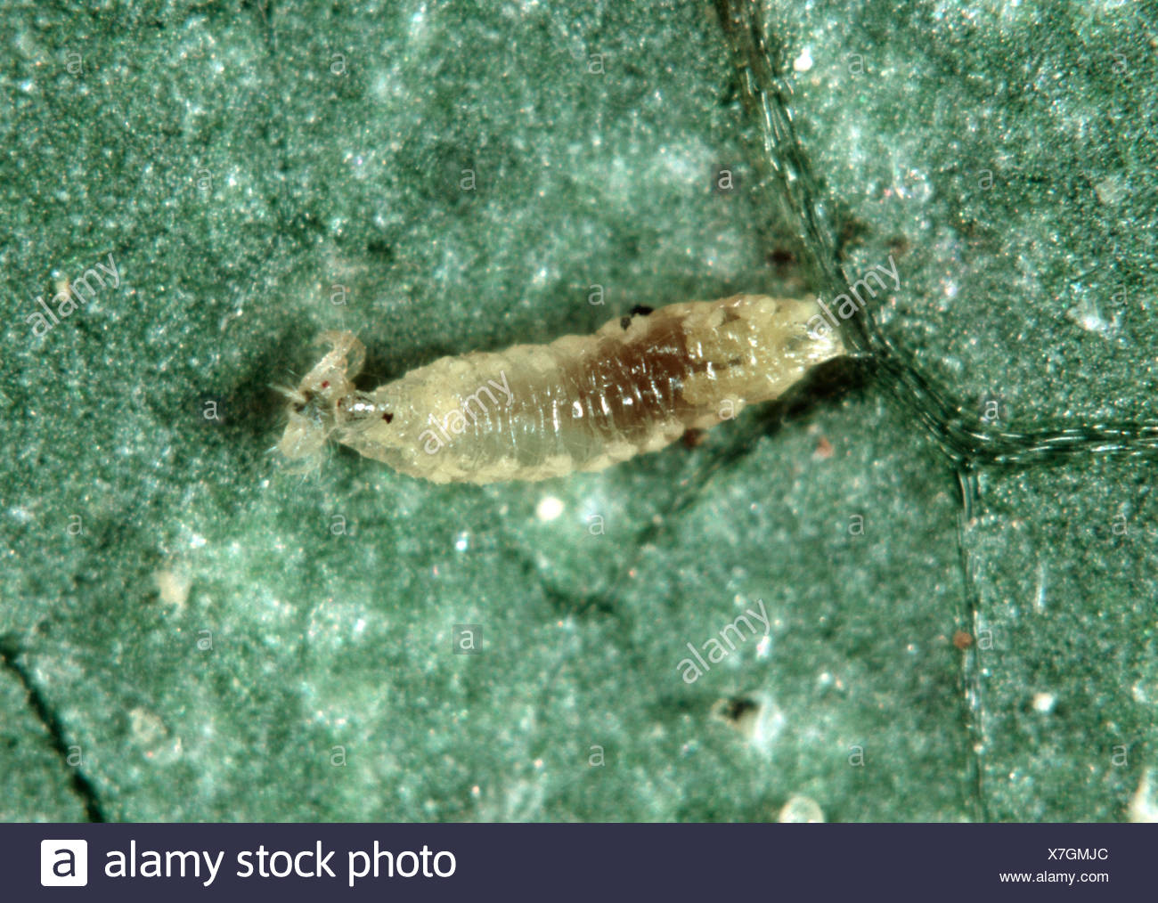 Acarisuga Stock Photos & Acarisuga Stock Images - Alamy