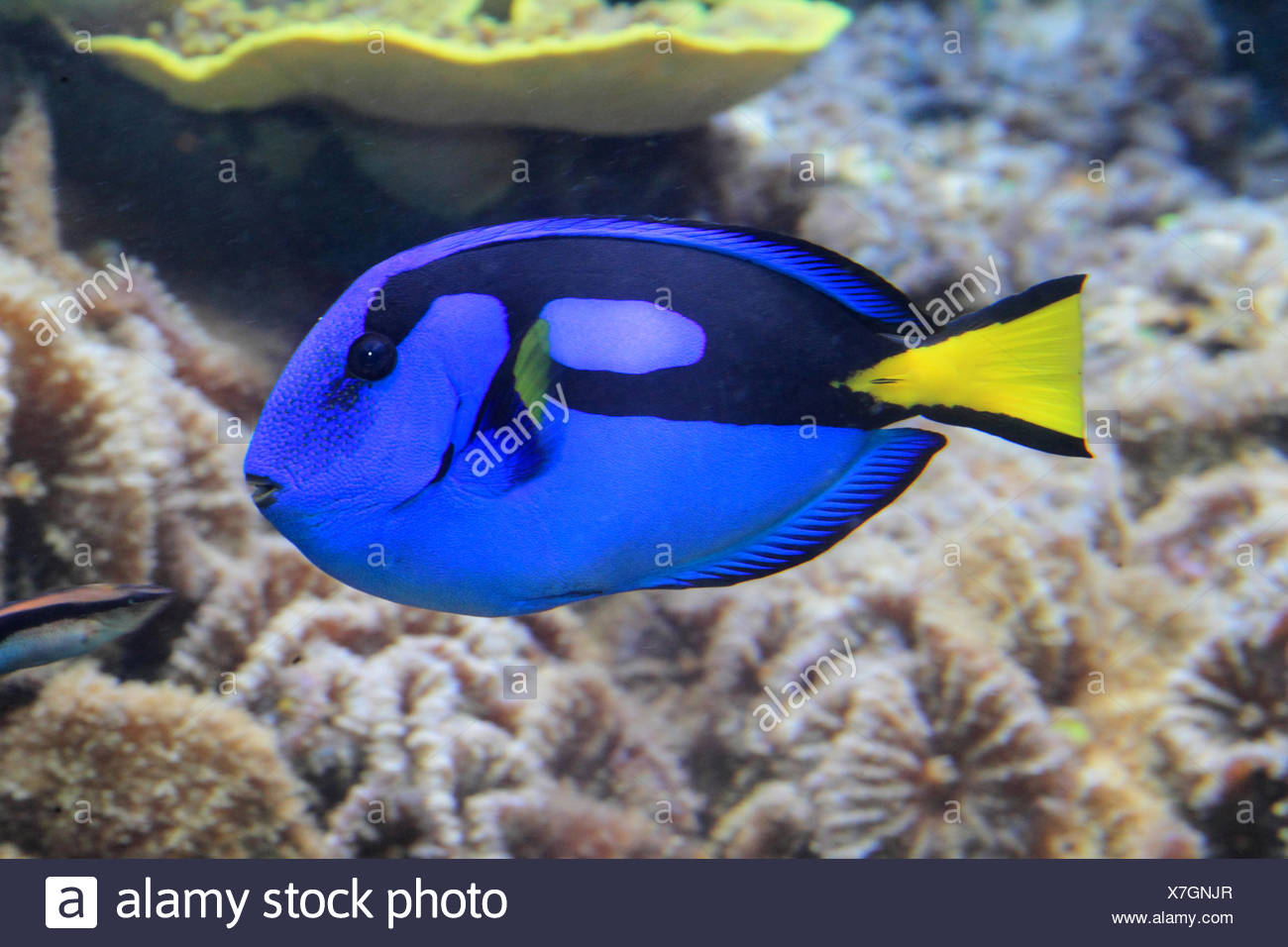 Blue Doctors Fish High Resolution Stock Photography and Images - Alamy