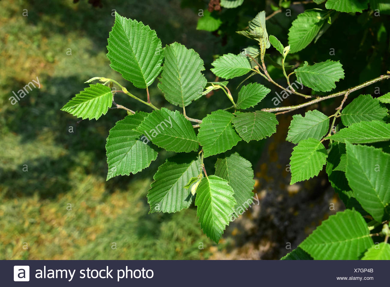 Alnus Incana Leaf High Resolution Stock Photography and Images - Alamy