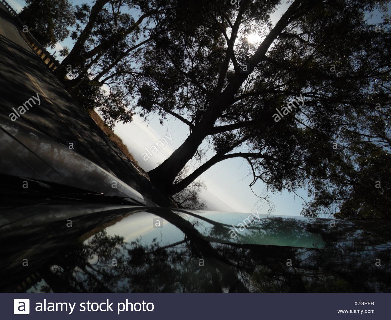 Trees Reflection Trees High Resolution Stock Photography and Images - Alamy