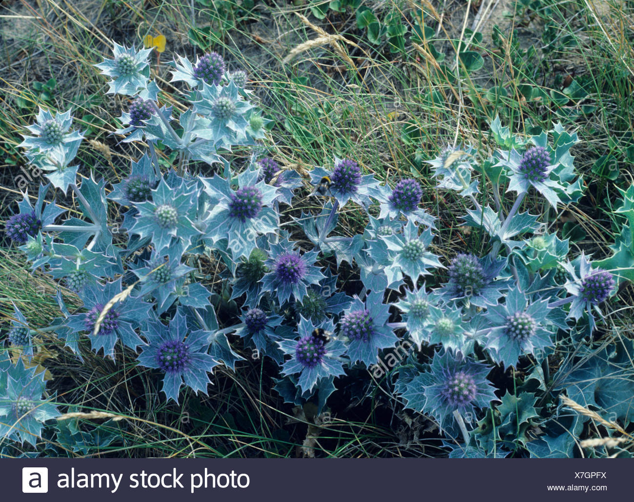 Sea Hollies High Resolution Stock Photography and Images - Alamy