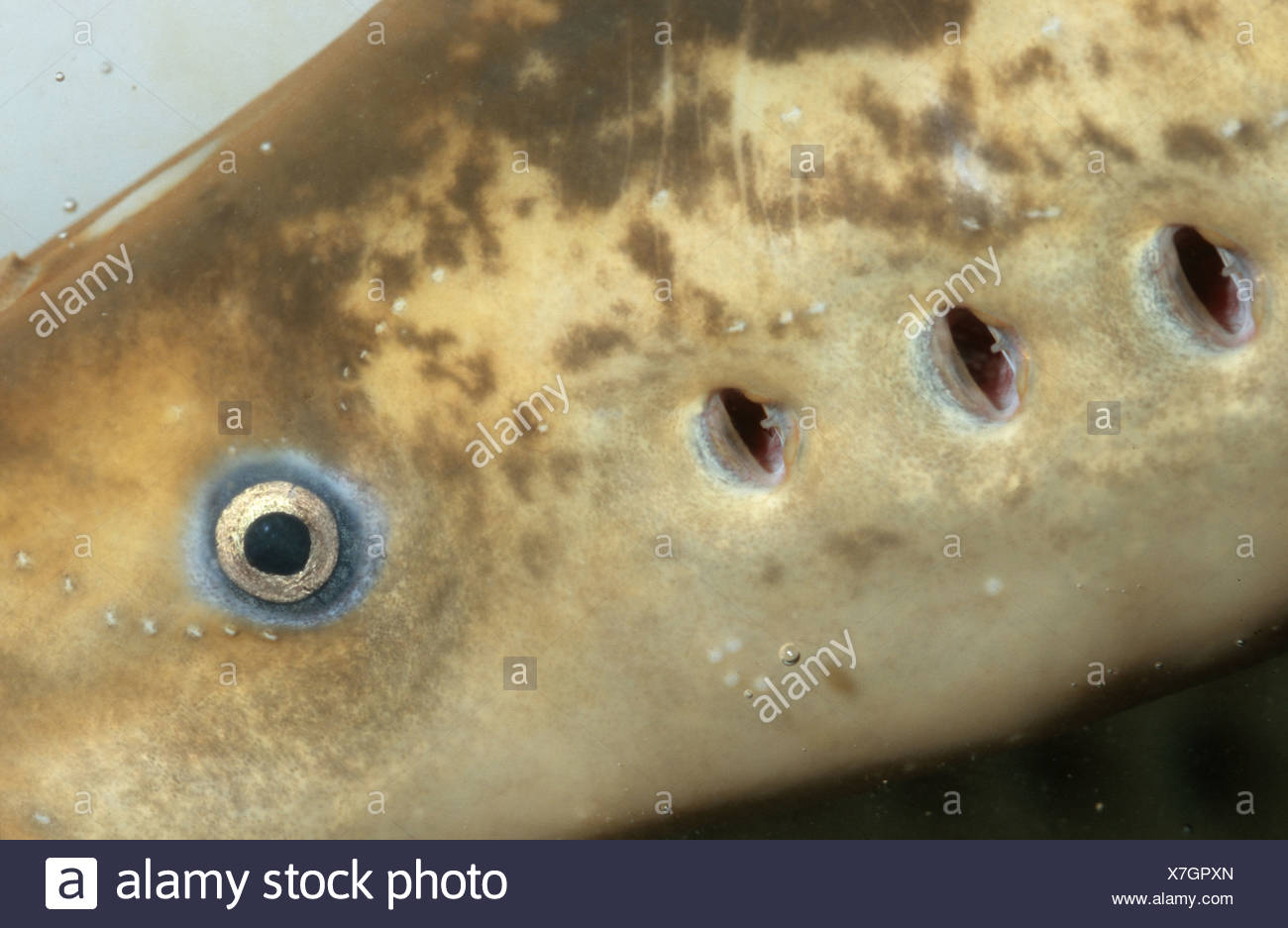 Sea Lamprey Petromyzon Marinus High Resolution Stock Photography and ...