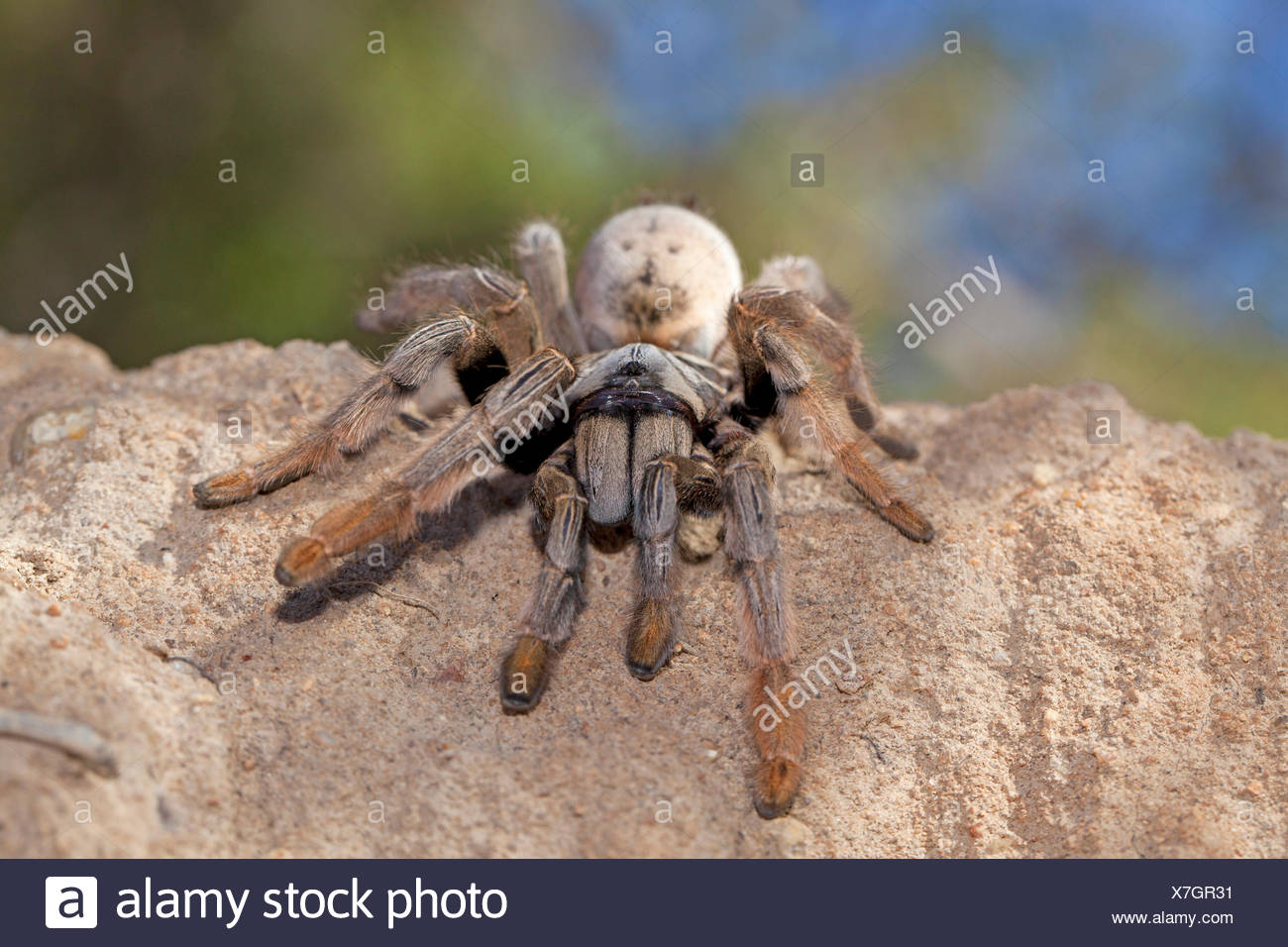 Baboon Spider High Resolution Stock Photography and Images - Alamy