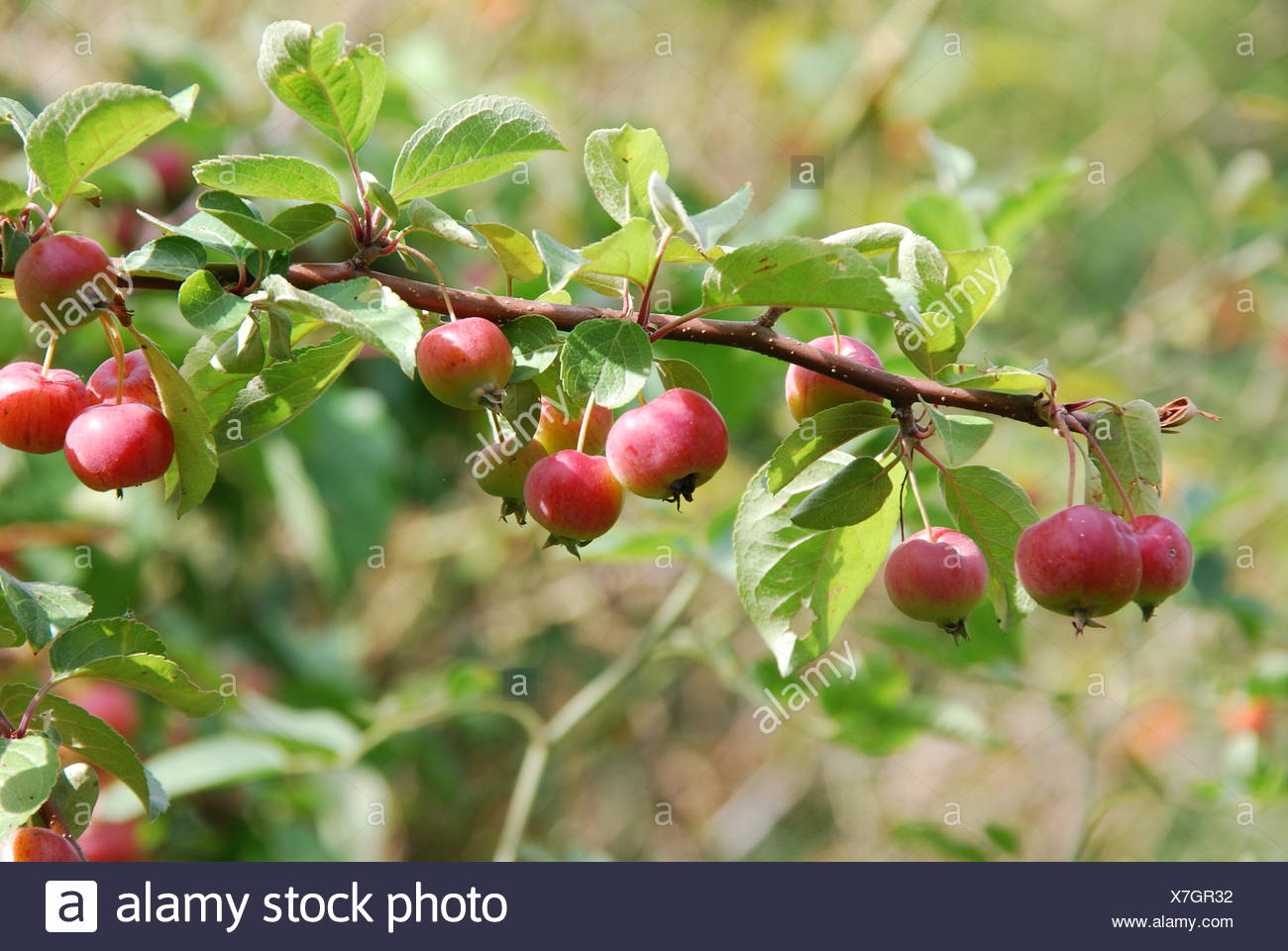 Speierling Stock Photos & Speierling Stock Images - Alamy